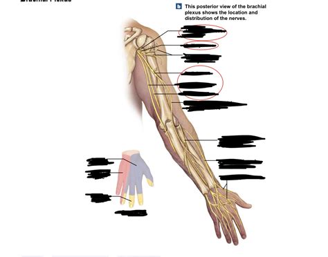 Brachial Plexus Back — Printable Worksheet