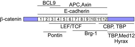 3 Schematic Overview Of The Regions β Catenin Interaction Partners