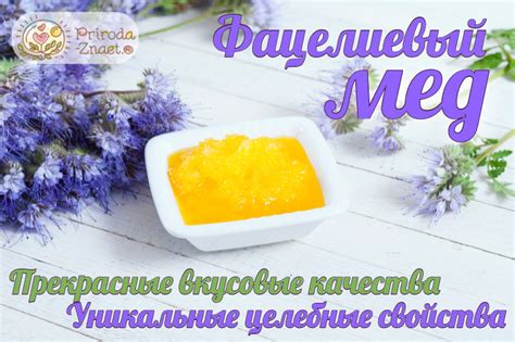 Фацелиевый мед – свойства и показания к применению