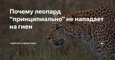 Почему леопард “принципиально” не нападает на гиен Заметки о животных Дзен