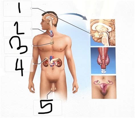 Lab Practical Flashcards Quizlet