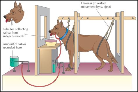 Classical Conditioning Theoryoscar Education