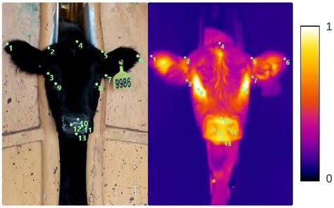 Example Of Rgb And Thermal Pair Image With 13 Annotated Keypoints