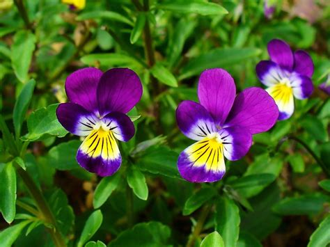 Viola Tricolor Come And Cuddle Me Hearts Delight Heartsease Heart