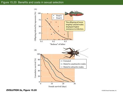 Chapter Opener Mating Ritual Ppt Download