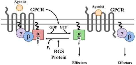 How Does Gtp Function In A G Protein Coupled Receptor — Brain Stuff