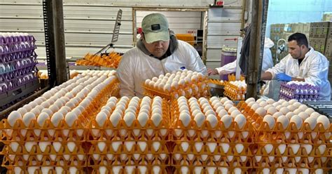 Avian Flu Is Devastating Farms In Californias Egg Basket As