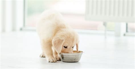 Cocker Spaniel Poodle Mix Cockapoo Breed Information