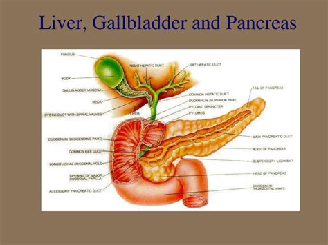 Ppt Nursing Care Of Clients With Gallbladder Liver And Pancreatic