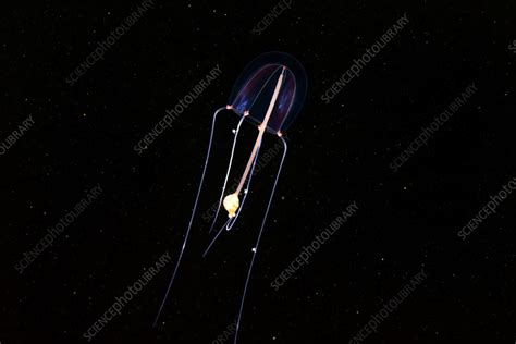 Comb Jelly Stock Image C056 1300 Science Photo Library
