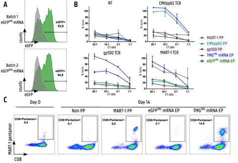 Potency Assays Of Validation Mrna Batches A Expression Of Egfp Val