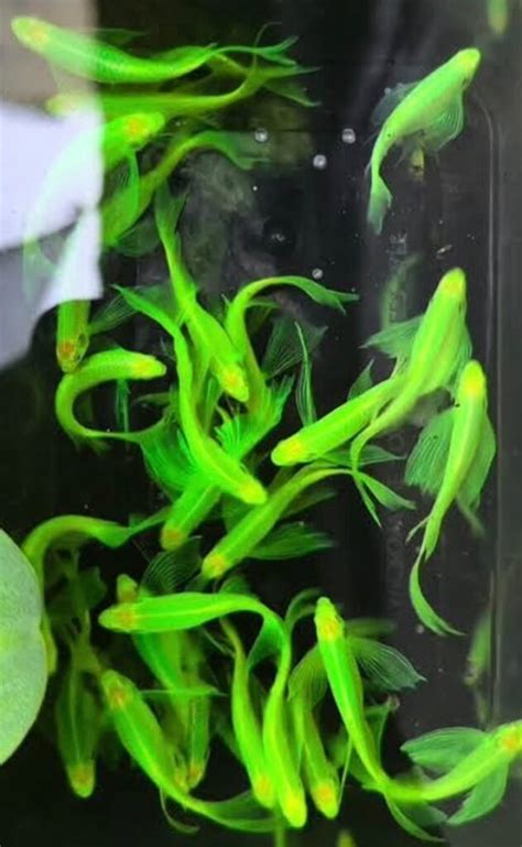 Qe Veiltail Dark Green Zebra Danio Danio Rerio Var Long Fin