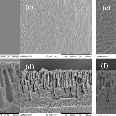Sem Morphologies Of Surface And Cross Section Of A B Ca Membrane And