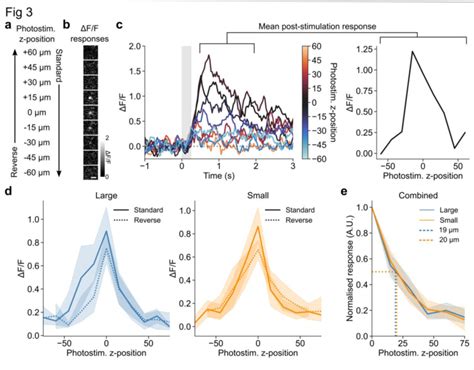 The Accuracy Of Neuronal Photostimulation In Mouse Somatosensory Cortex