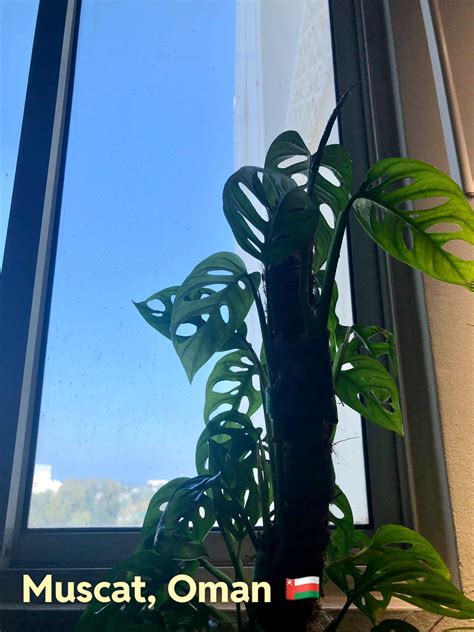 Fibonacci Vs Geometry Rmonstera