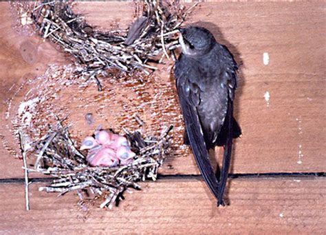 Symbol Of Summer The High Flying Chimney Swift