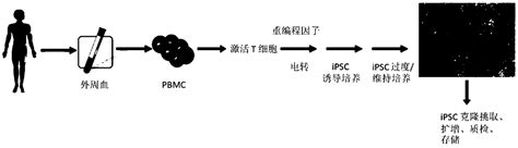 reprogramming method for efficient inducing of t cells into multipotent