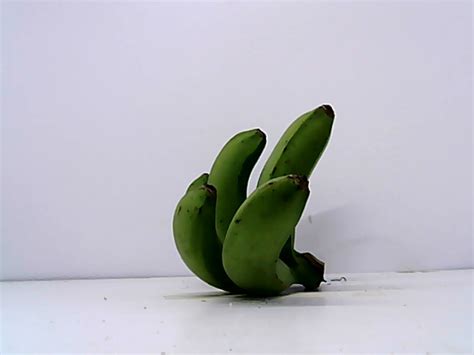 Banana Object Detection Dataset By Tangents