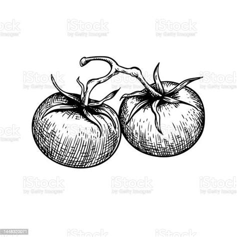 손으로 그린 스케치 스타일 전체 토마토 가지 복고풍 빈티지 스타일의 토마토 테마 디자인에 가장 적합합니다 유기 야채 벡터 그림입니다 건강한 식생활에 대한 스톡 벡터 아트 및