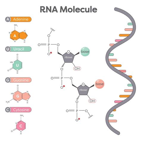 Molecular Nucleotide Vector Art Icons And Graphics For Free Download