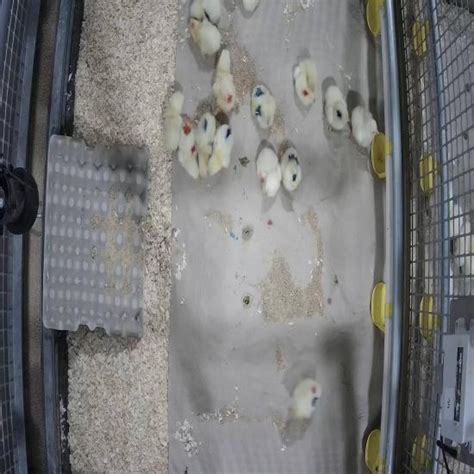 Poultry Instance Segmentation Dataset By Poultry