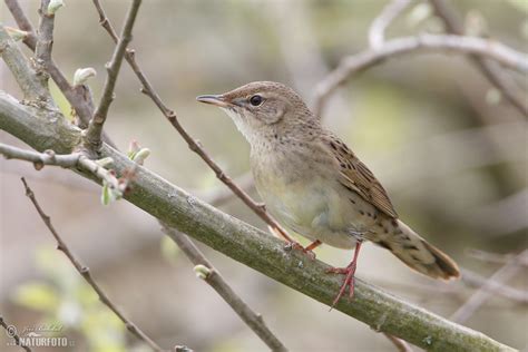 Common Grasshopper Warbler Photos Common Grasshopper Warbler Images
