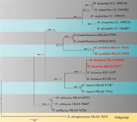 The Phylogenetic Tree Obtained By Raxml Analysis Of Its Sequence Data Download Scientific