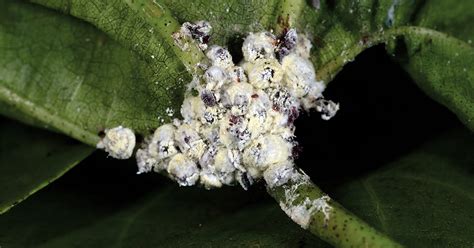 Nipaecoccus Viridis Infestation Cotton Social Media Entomology Today