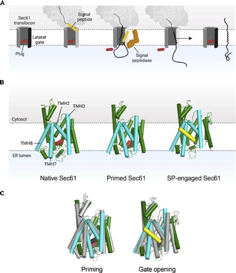 Cotranslational Translocation Across The Er Membrane A Molecular Download Scientific Diagram