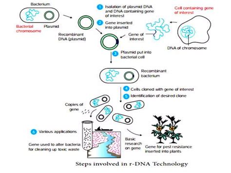 7 Recombinant Dnapptx