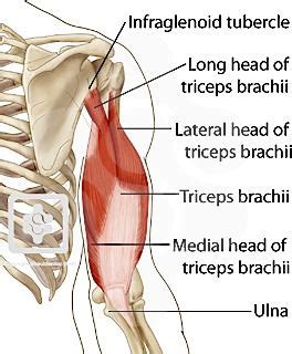 Triceps Brachii Muscle Origin Insertion Function Exercise