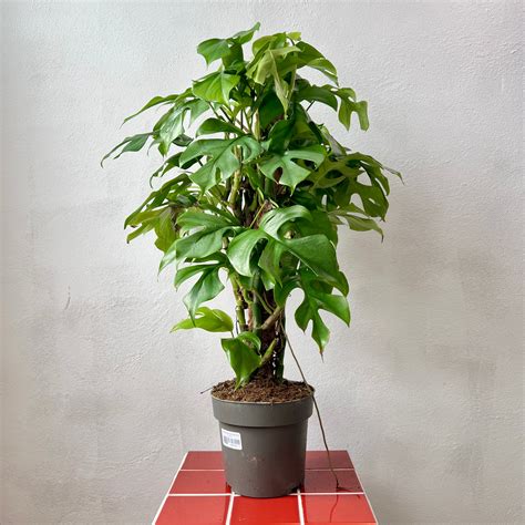 Rhaphidophora Tetrasperma Buy Monstera Minima Online Uk Plant Studio