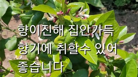 꽃향기에 취하는 청귤나무 화분에 키워보기 Youtube