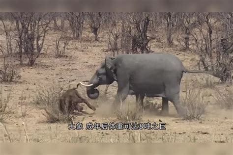 小象在盆里玩得正嗨，不料被掀掉澡盆：过分！我还是个宝宝呀！澡盆宝宝