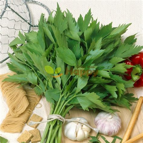 Lovage Seeds Only For £0 99 Happy Green Shop