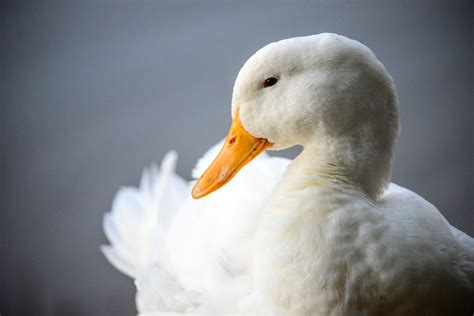 Pekin Duck アヒル