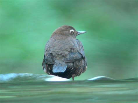 黒っぽい鳥たち 鳥を見るtorimi82のブログ