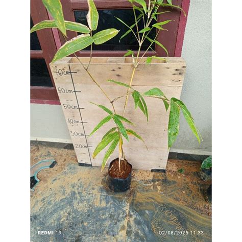Pokok Buluh Gading Buluh Kuning Bambusa Vulgaris Strata Shopee