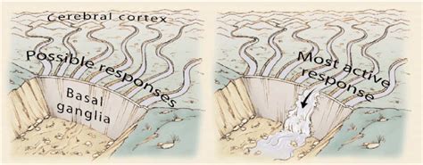 1 Illustration Of The Role Of The Basal Ganglia In Action Selection Download Scientific