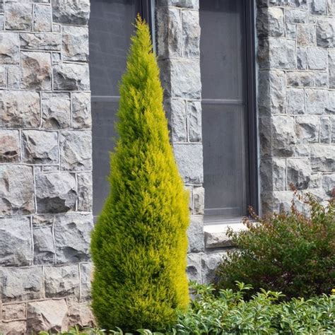 Lemon Scented Monterey Cypress Goldcrest Large 100cms
