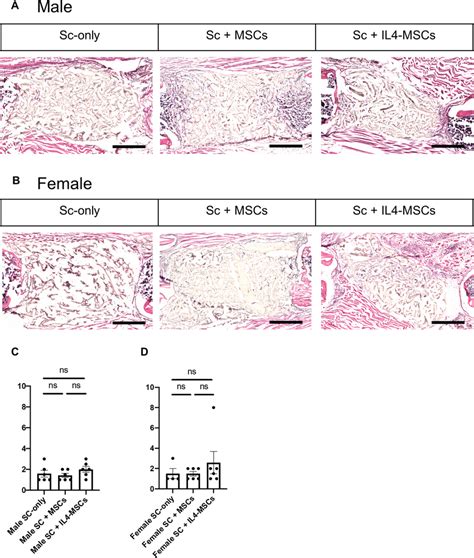 Histological Analysis For Critical Size Bone Defect Healing After 6