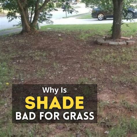 Bermuda Grass Vs Crabgrass Differences And Elimination Techniques For A