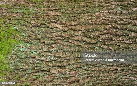 그것에 녹색 이끼와 나무의 갈색 껍질의 릴리프 텍스처 나무 껍질 질감의 가로 사진입니다 갈색에 대한 스톡 사진 및 기타 이미지 갈색 거친 건조한 Istock