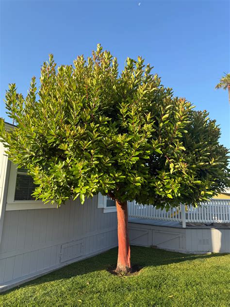 Arbutus Marina Standard Marina Strawberry Tree Plants Express