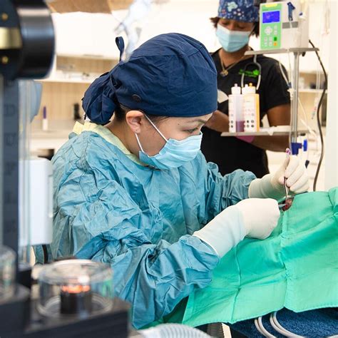 Spay And Neuter Surgery In Oakville On Southeast Oakville Vet