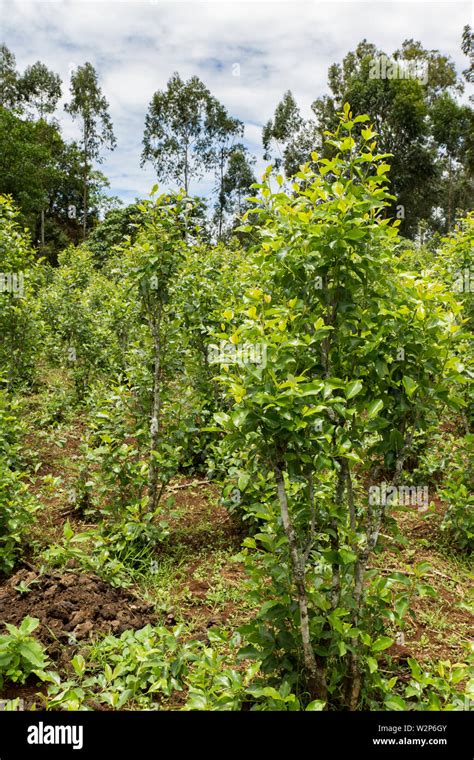 Khat Catha Edulis Fotos Und Bildmaterial In Hoher Auflösung Alamy