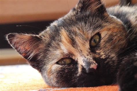 在docker Compose启动grafana出现权限错误的解决方案 Itaken Github Pages