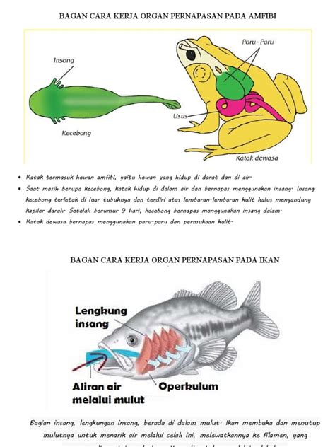 Bagan Cara Kerja Organ Pernapasan Pada Amfibi Pdf