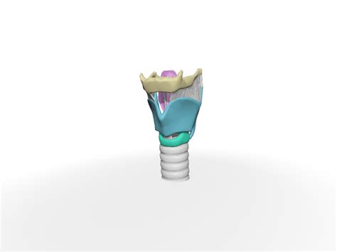 Archivo Stl Anatomy Of The Larynx Anatomía De La Laringe 🎒・modelo
