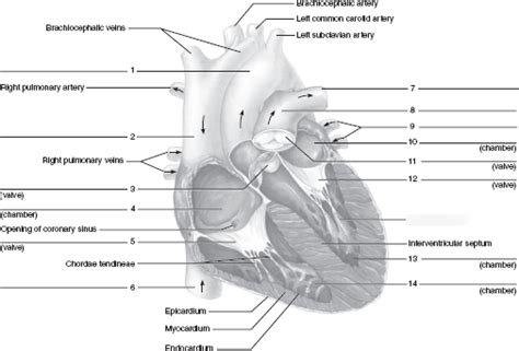 Anatomy Final Diagram Quizlet